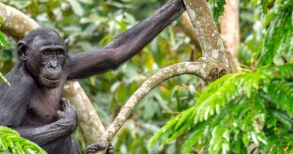 Recent study suggest Bonobos may be better… | Living DNA
